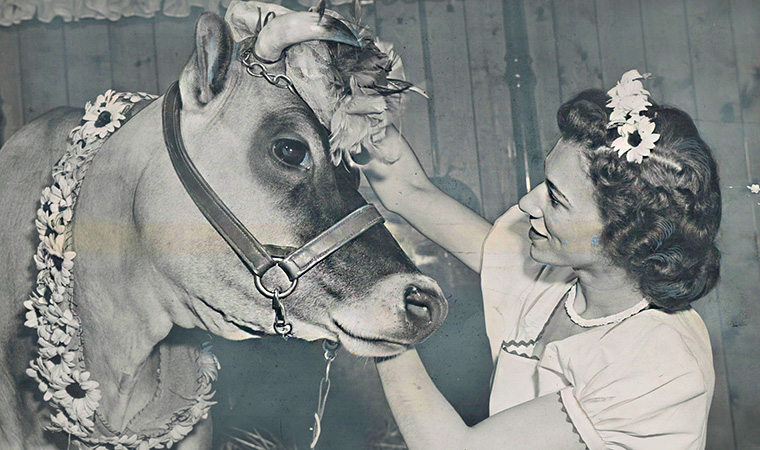 The most famous cow in the world - Page 2 of 9 - newsoholic