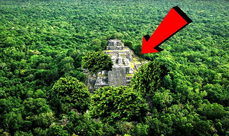 What is going on under the Amazon Rainforests? - newsoholic